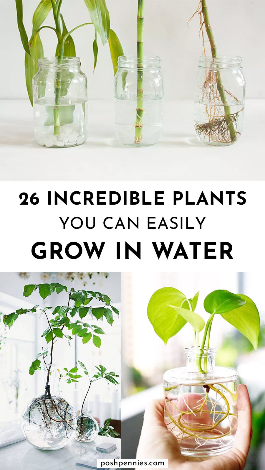 26 Incredible Plants You Can Easily Grow in Water - Posh Pennies